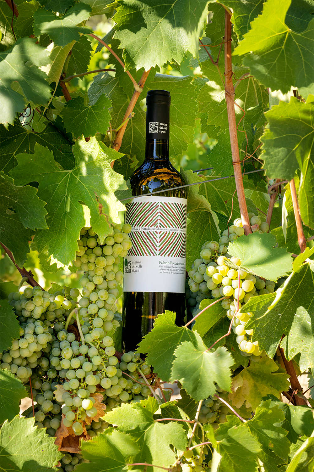 BIO Falerio Pecorino DOC 2024 – Cantina dei Colli Ripani